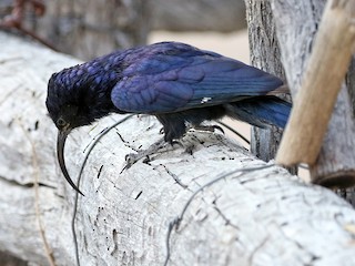 Common Scimitarbill - eBird