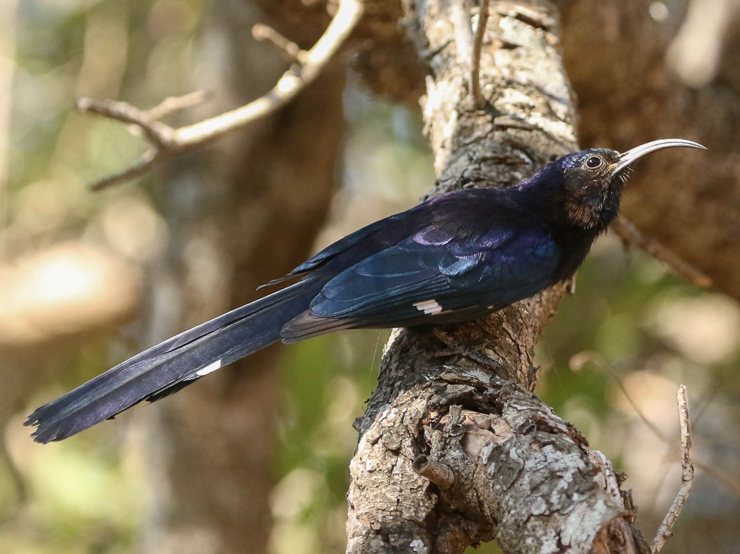 Common Scimitarbill - eBird