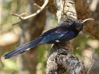 Common Scimitarbill - eBird