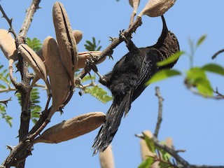 Common Scimitarbill - eBird