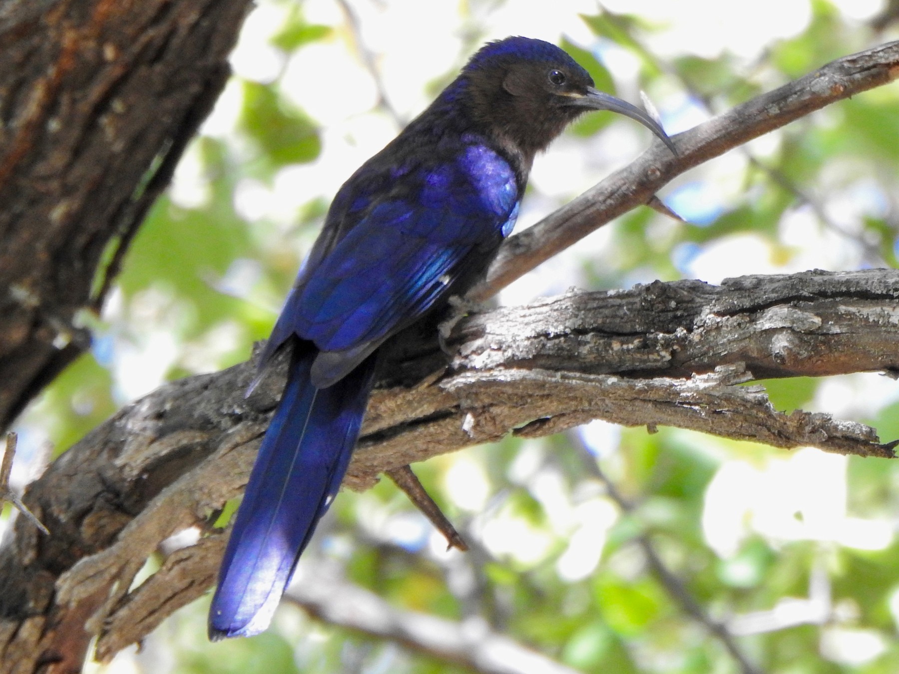 Common Scimitarbill - eBird