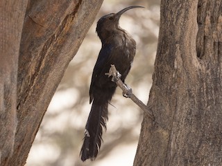 Common Scimitarbill - eBird