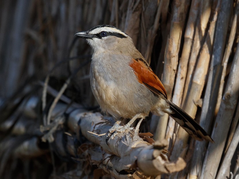 Chagra del Senegal - eBird