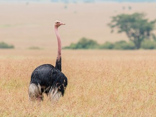 Common Ostrich - eBird