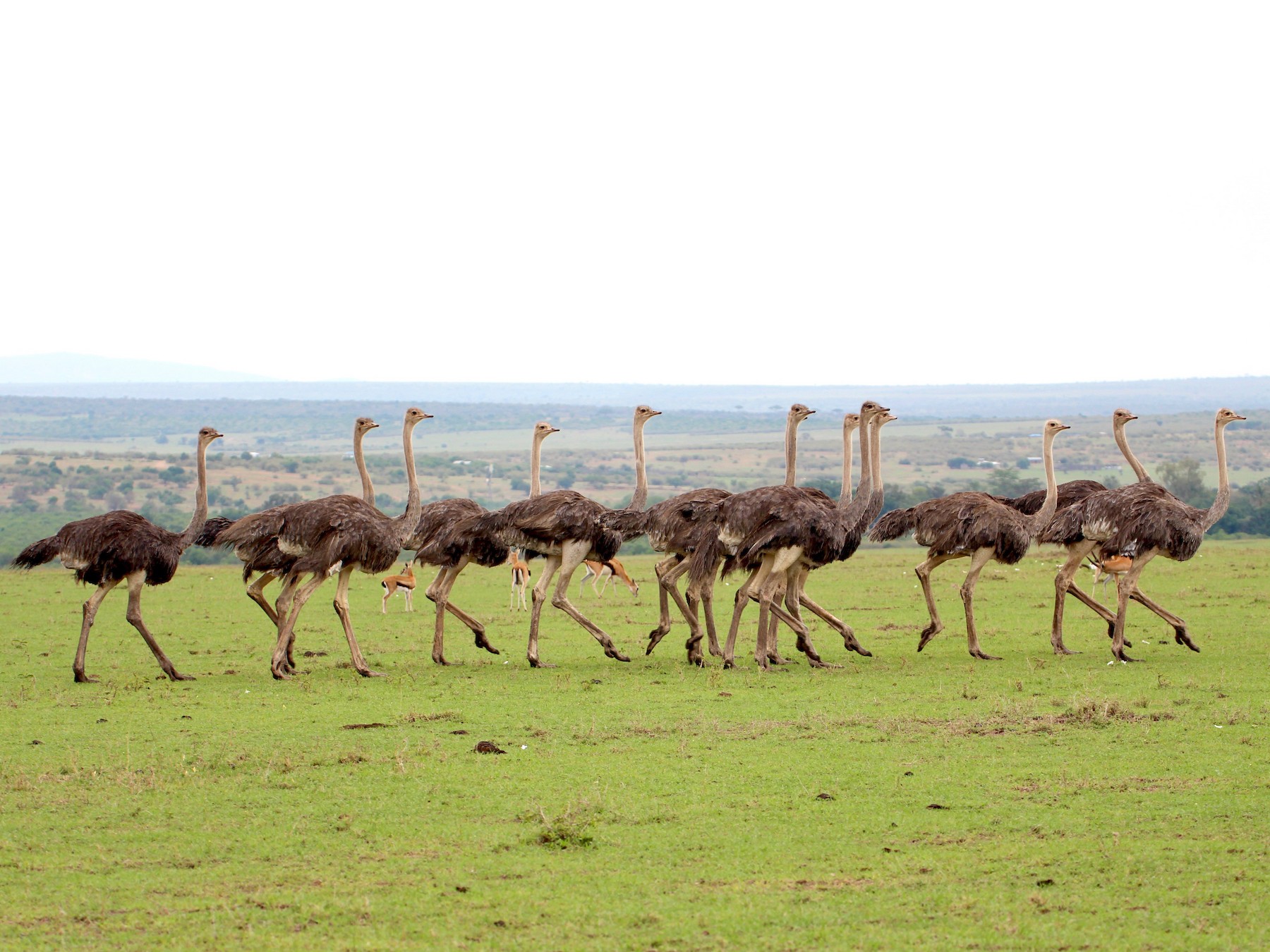 Common Ostrich - eBird