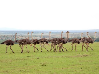 Common Ostrich - eBird