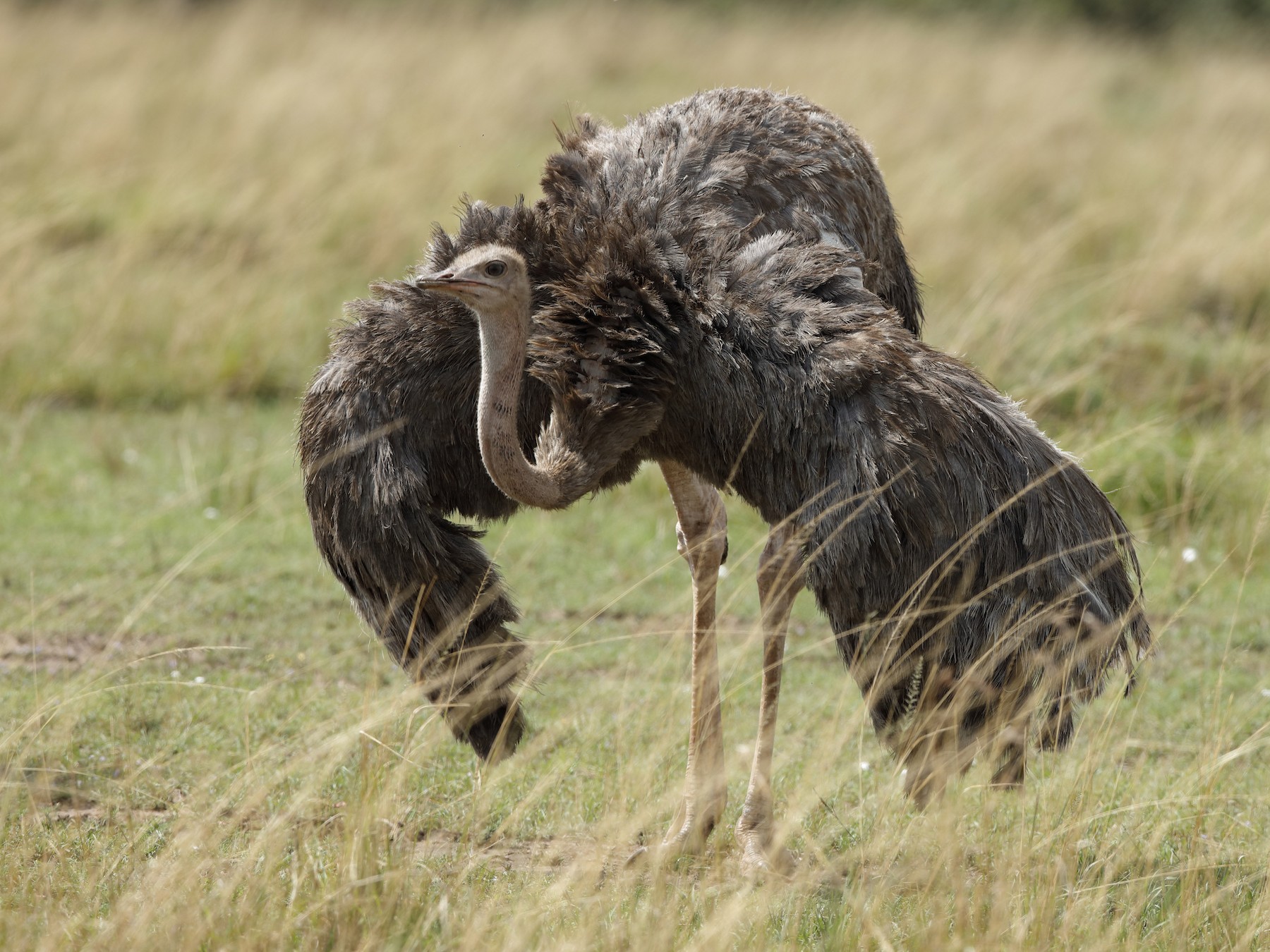 Common Ostrich - eBird