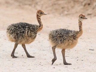 Common Ostrich - eBird