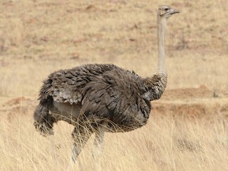Common Ostrich - eBird