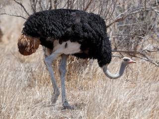Common Ostrich - eBird