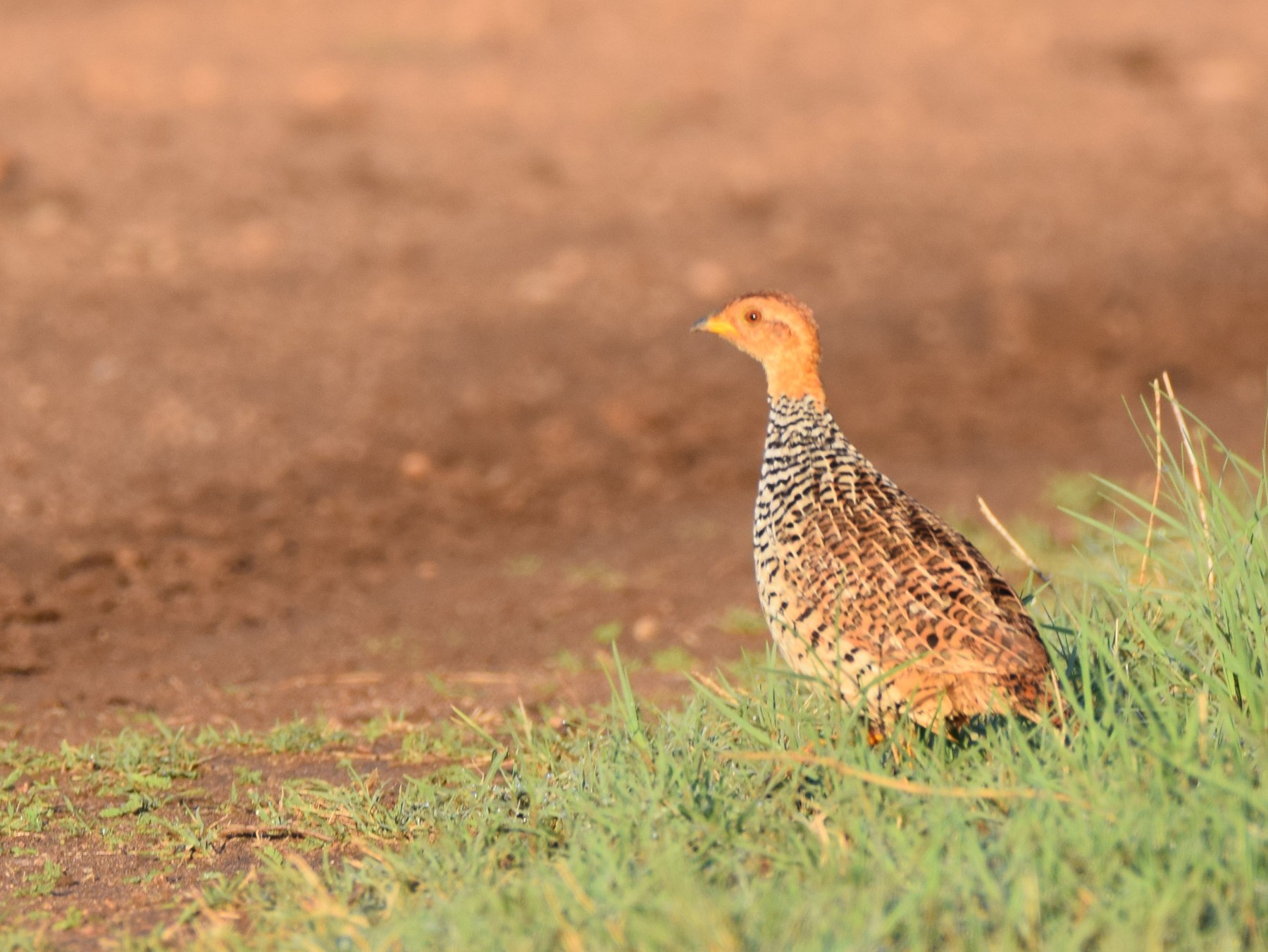 Coqui Francolin - eBird