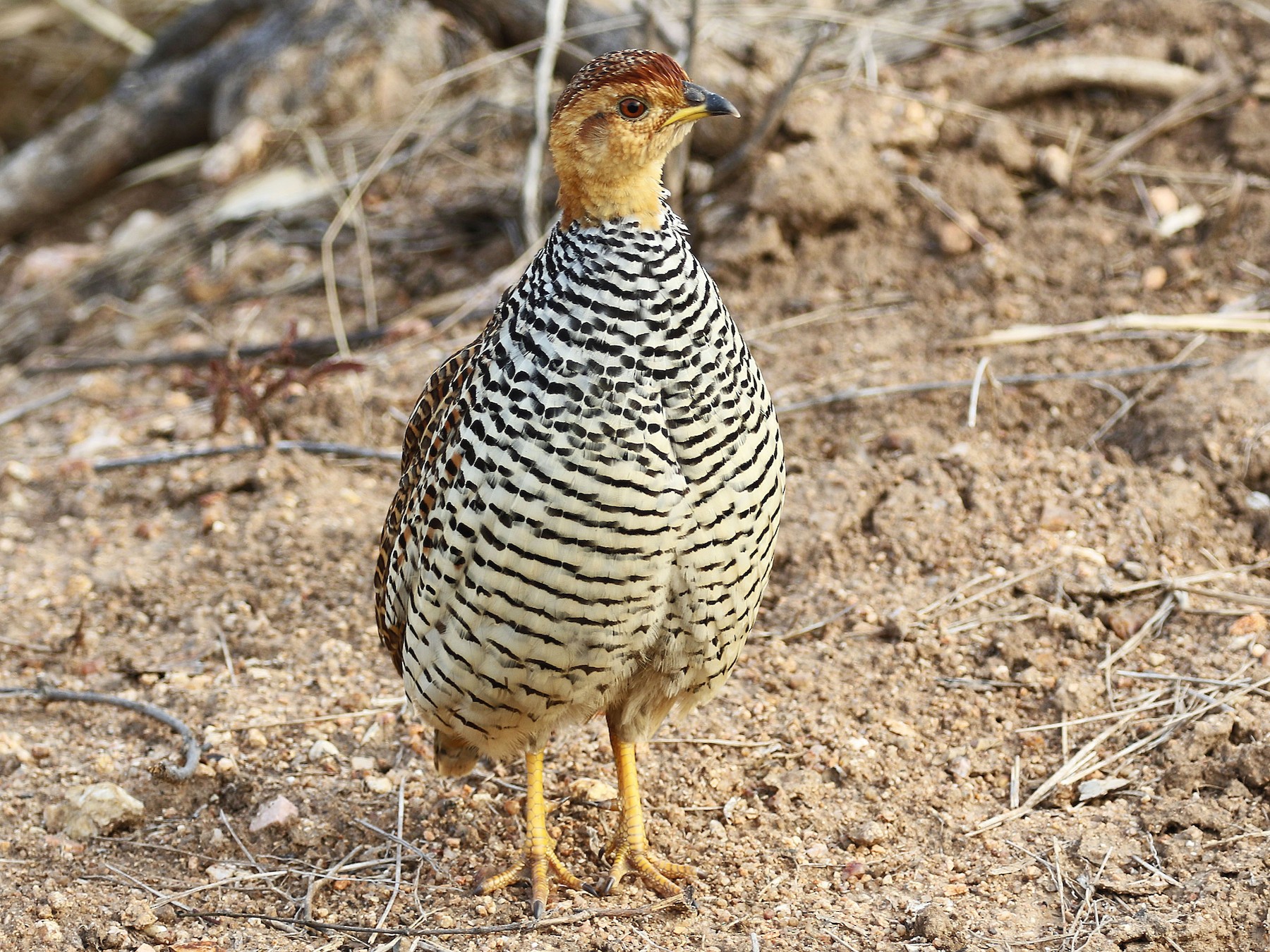 Coqui Francolin - eBird