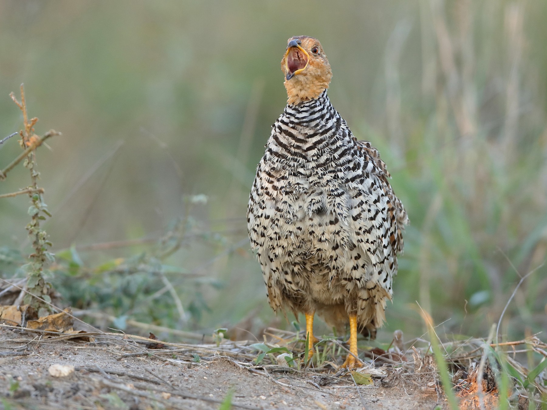 Coqui Francolin - eBird