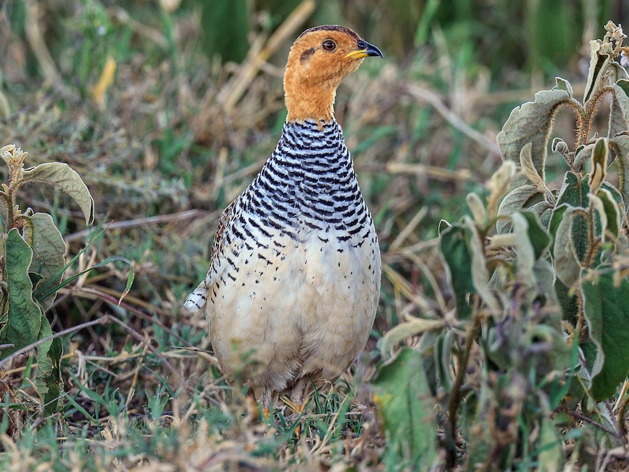 Coqui Francolin - eBird