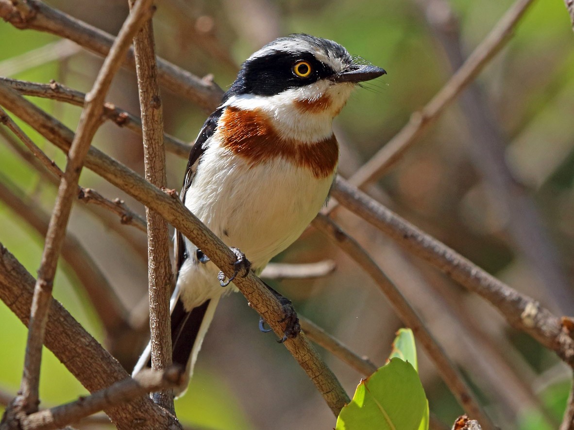Chinspot Batis - eBird