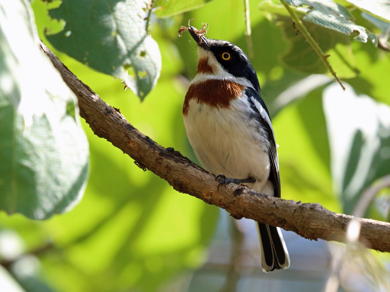 Chinspot Batis - eBird