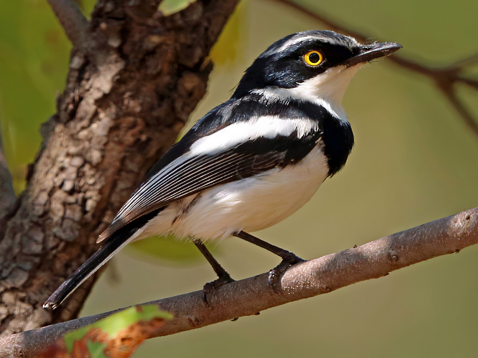 Chinspot Batis - eBird