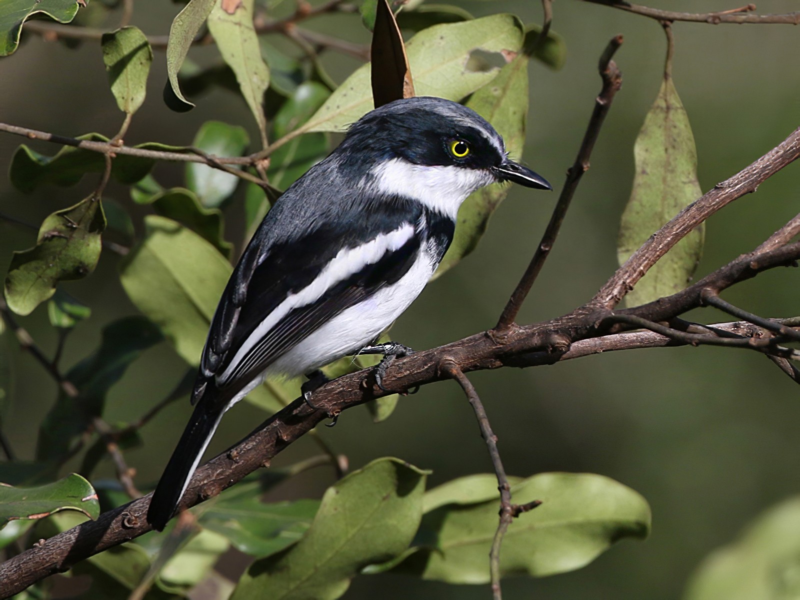 Chinspot Batis - eBird