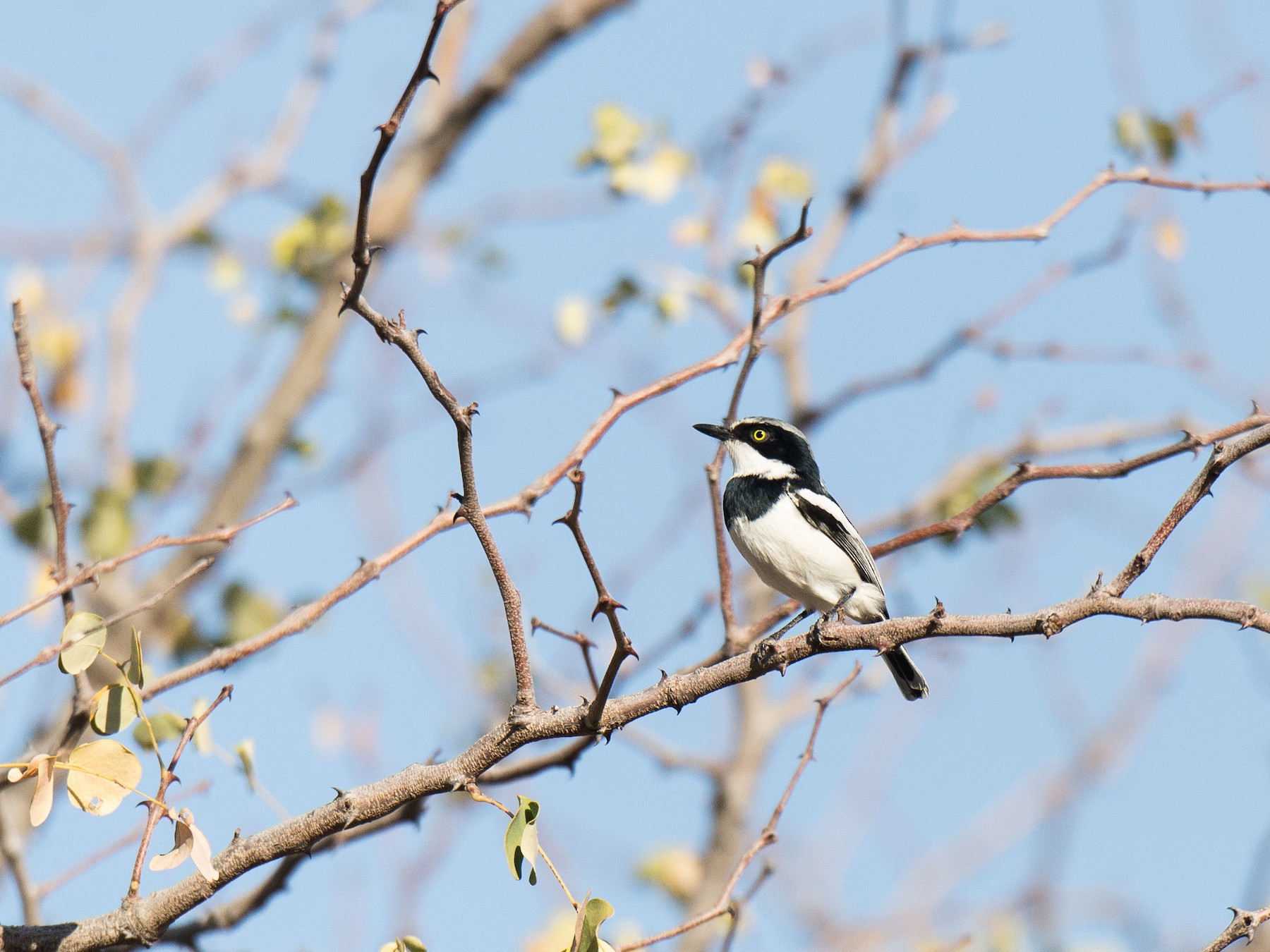 Chinspot Batis - eBird