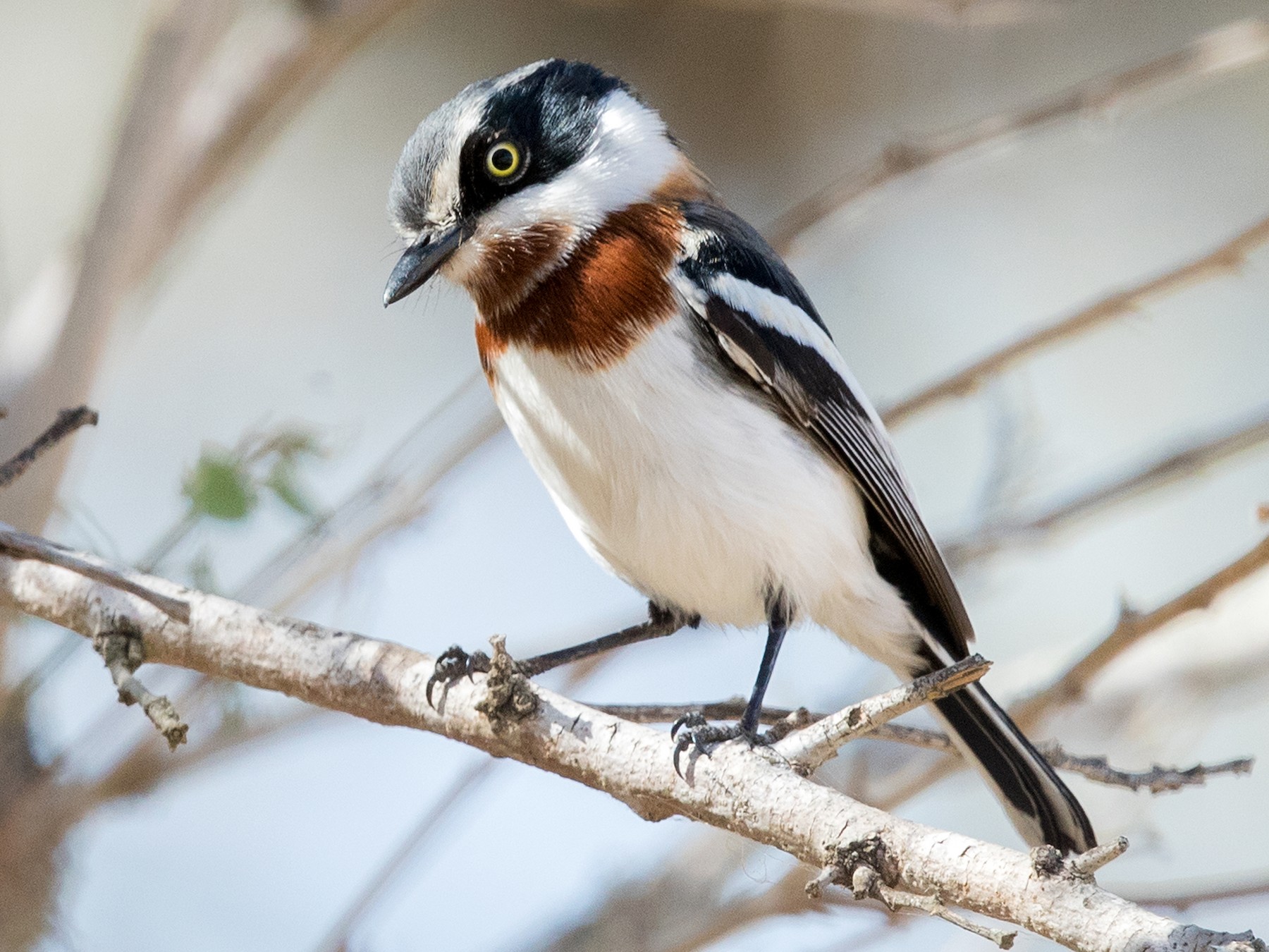 Chinspot Batis - eBird