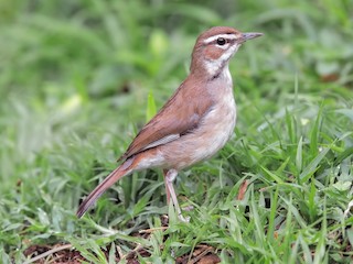 Brown Scrub-Robin - eBird