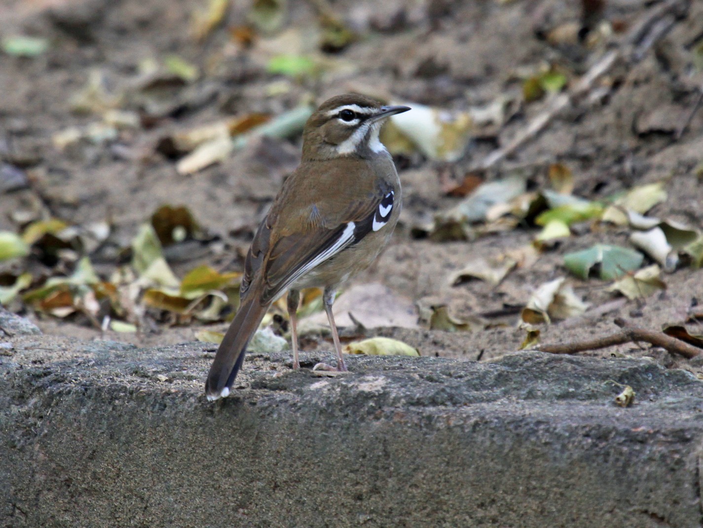 Brown Scrub-Robin - eBird