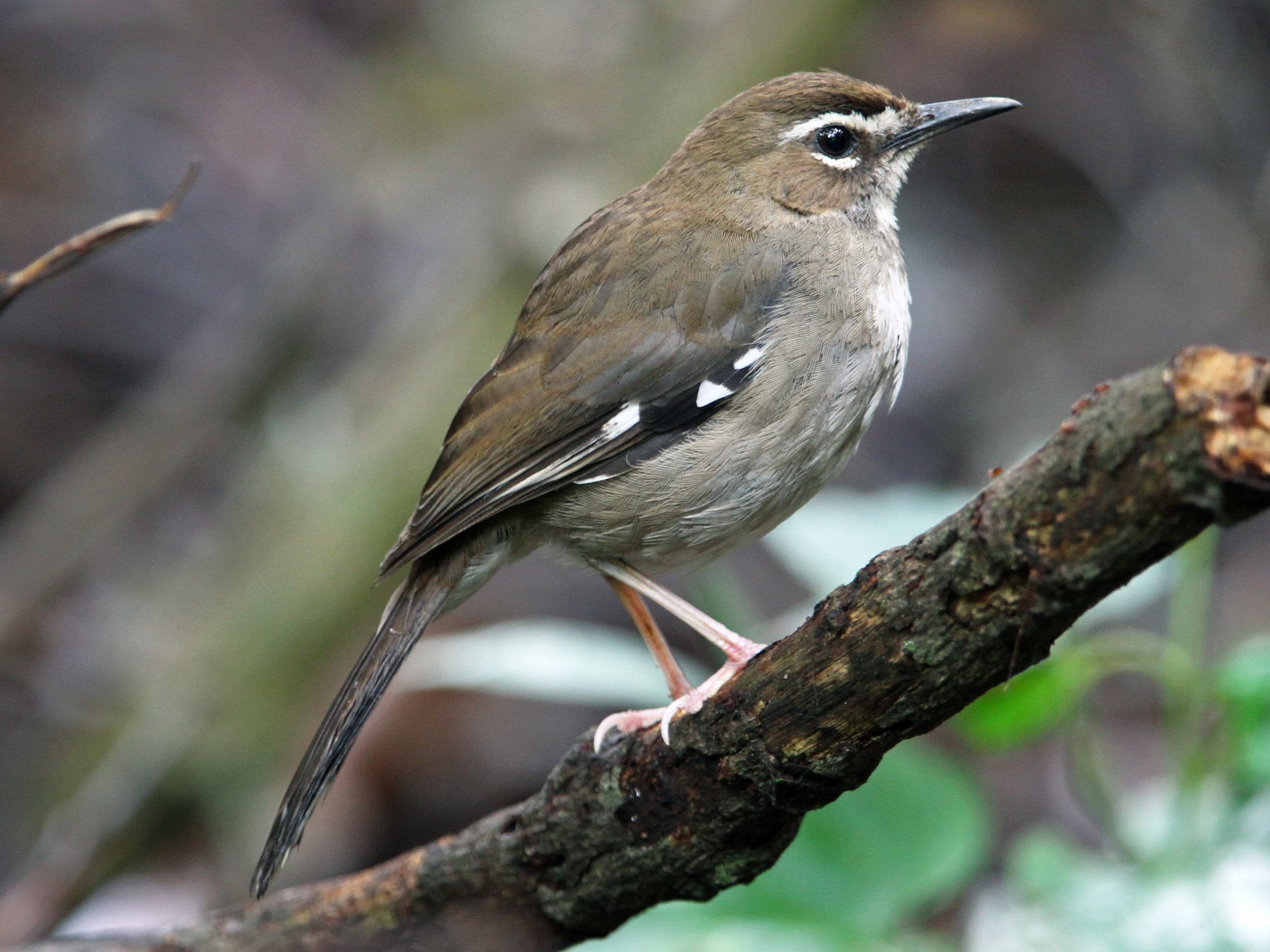Brown Scrub-Robin - eBird