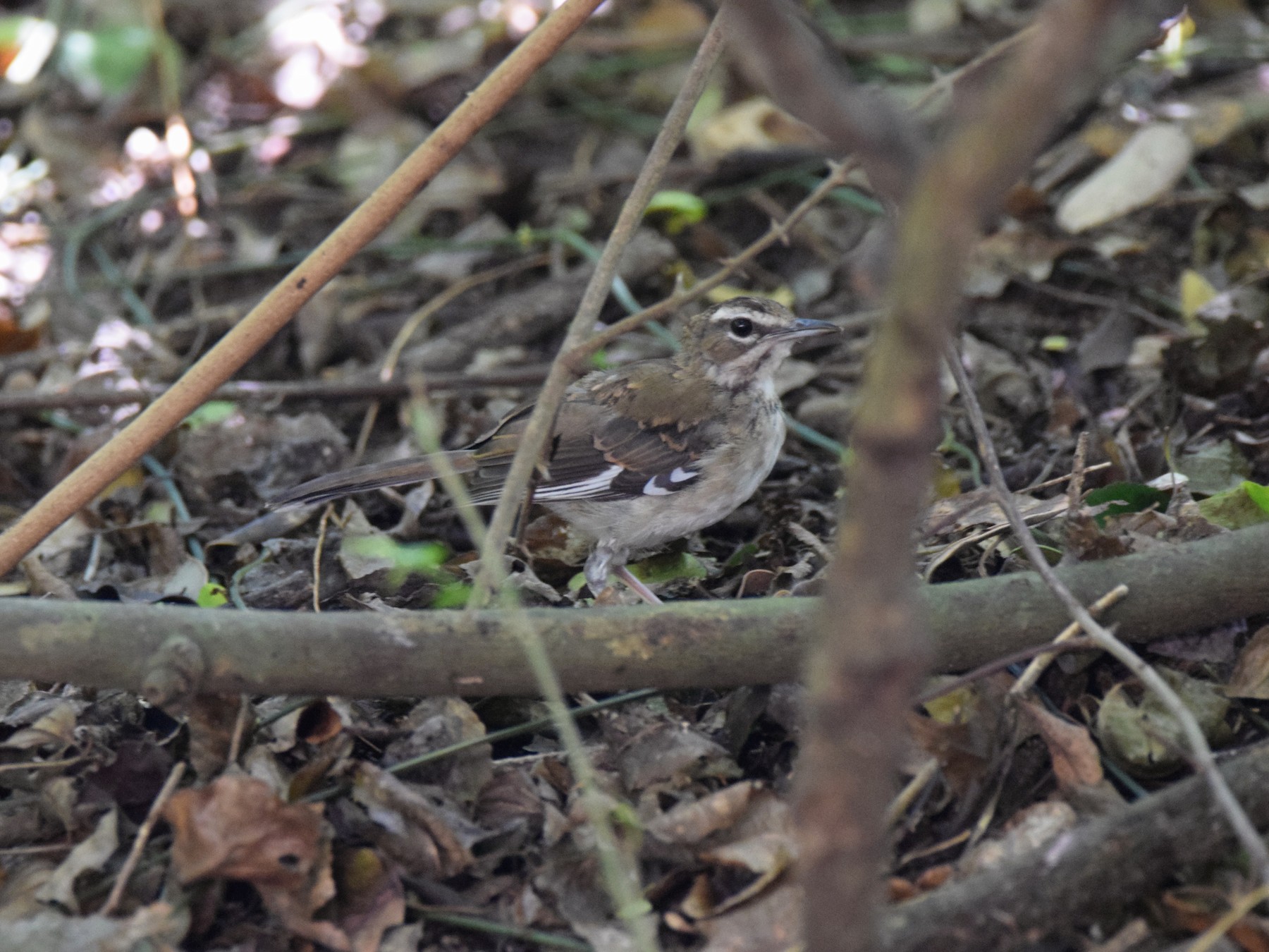Brown Scrub-Robin - eBird
