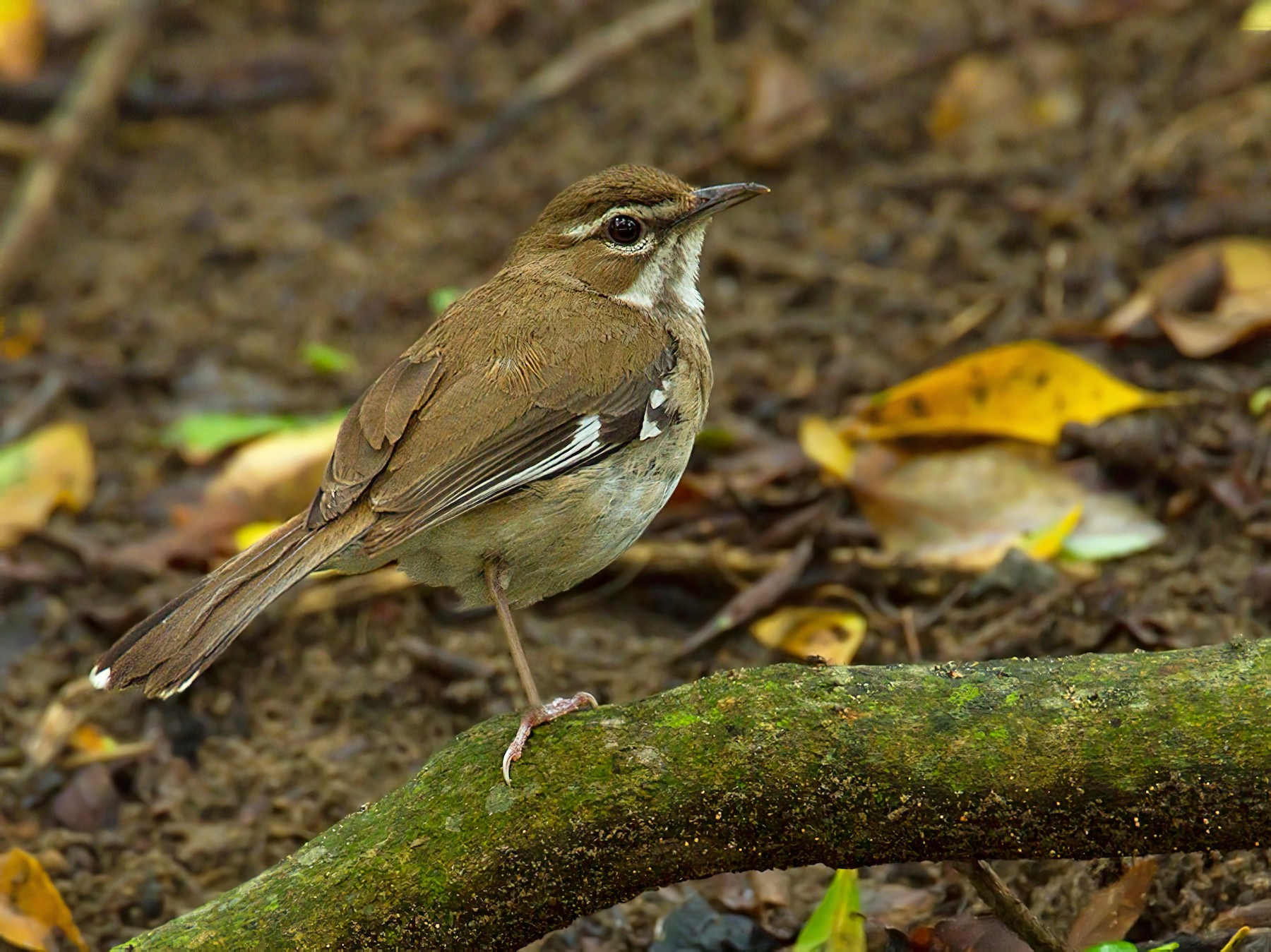 Brown Scrub-Robin - eBird