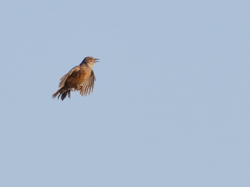 Cape Clapper Lark - eBird