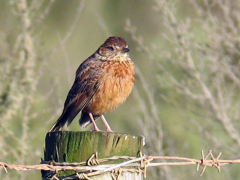 Cape Clapper Lark - eBird