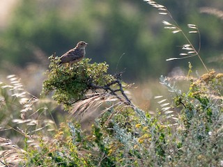 Cape Clapper Lark - eBird