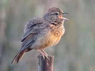 Cape Clapper Lark - eBird