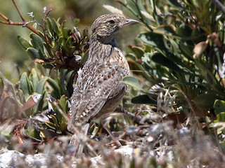 Cape Clapper Lark - eBird