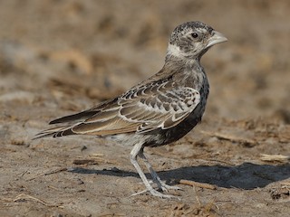 Chestnut-backed Sparrow-Lark - North Carolina Bird Atlas