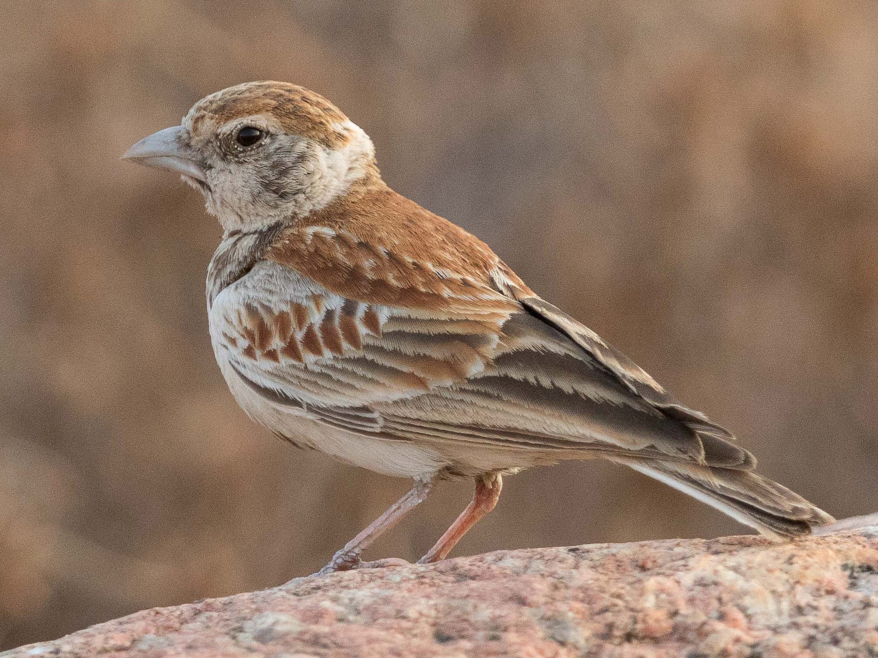 Chestnut-backed Sparrow-Lark - eBird
