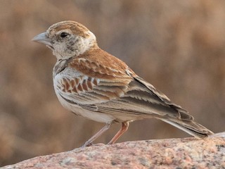 Chestnut-backed Sparrow-Lark - North Carolina Bird Atlas