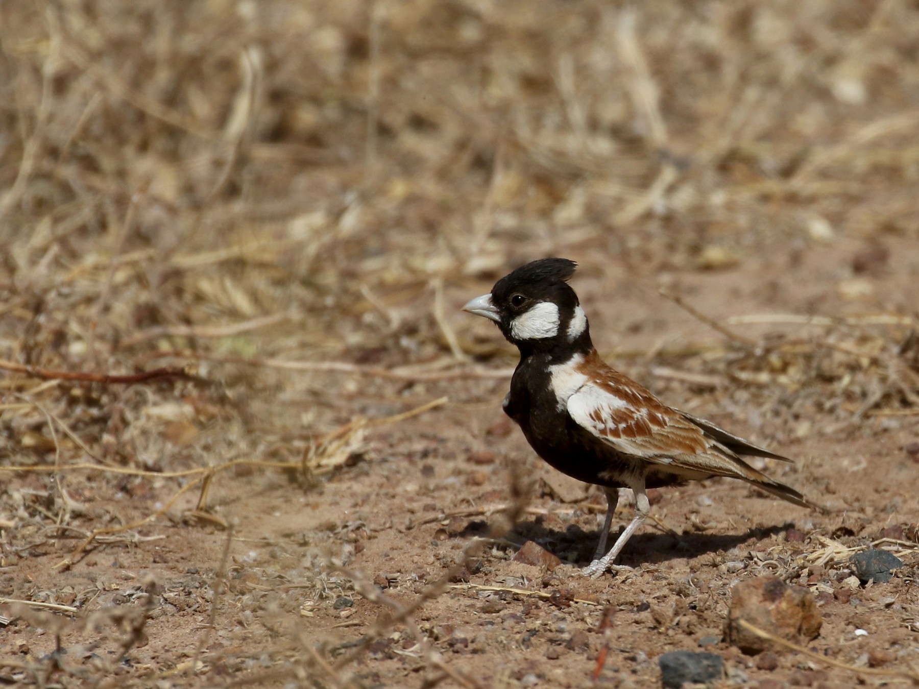 Chestnut-backed Sparrow-Lark - eBird