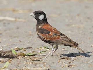 Chestnut-backed Sparrow-Lark - North Carolina Bird Atlas