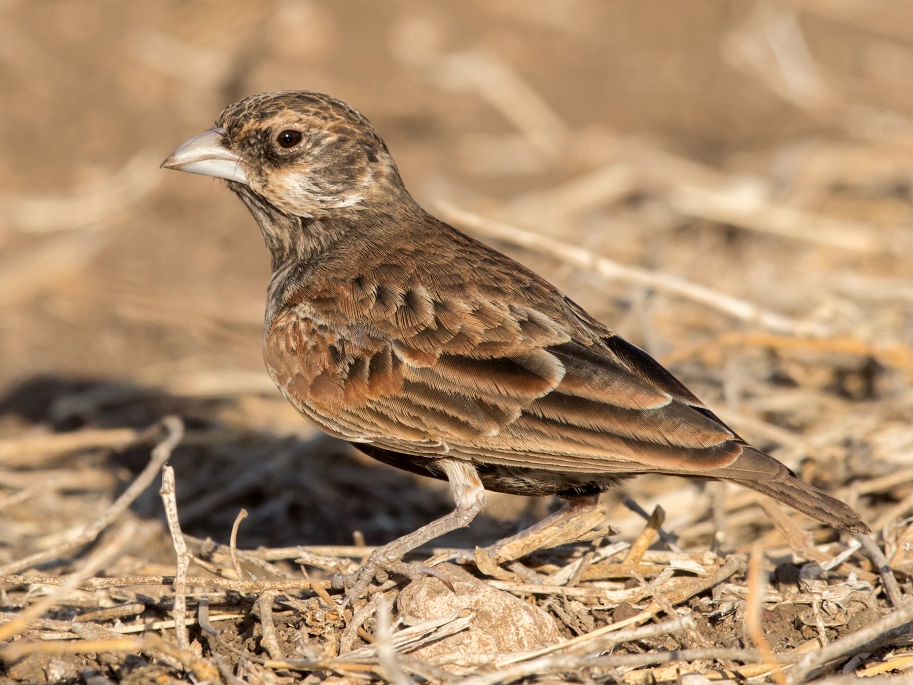 Chestnut-backed Sparrow-Lark - eBird