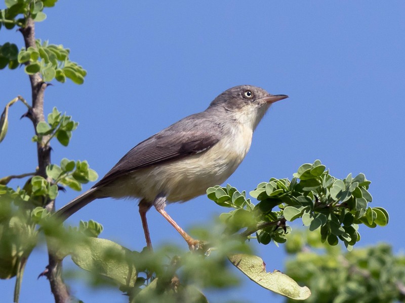 Burnt-neck Eremomela - eBird
