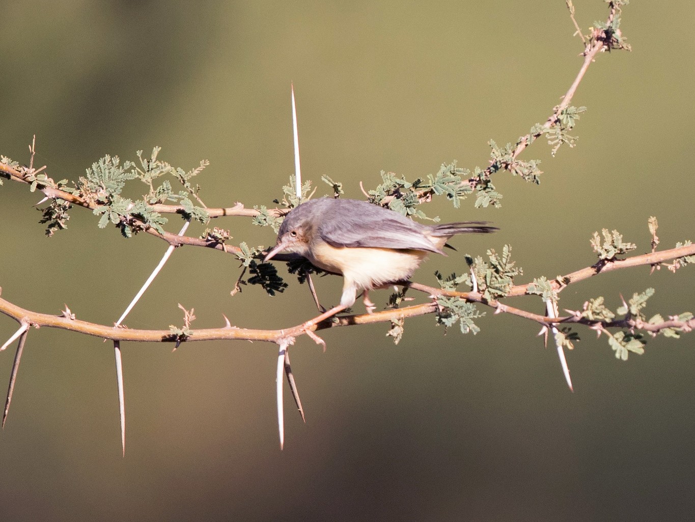 Burnt-neck Eremomela - eBird