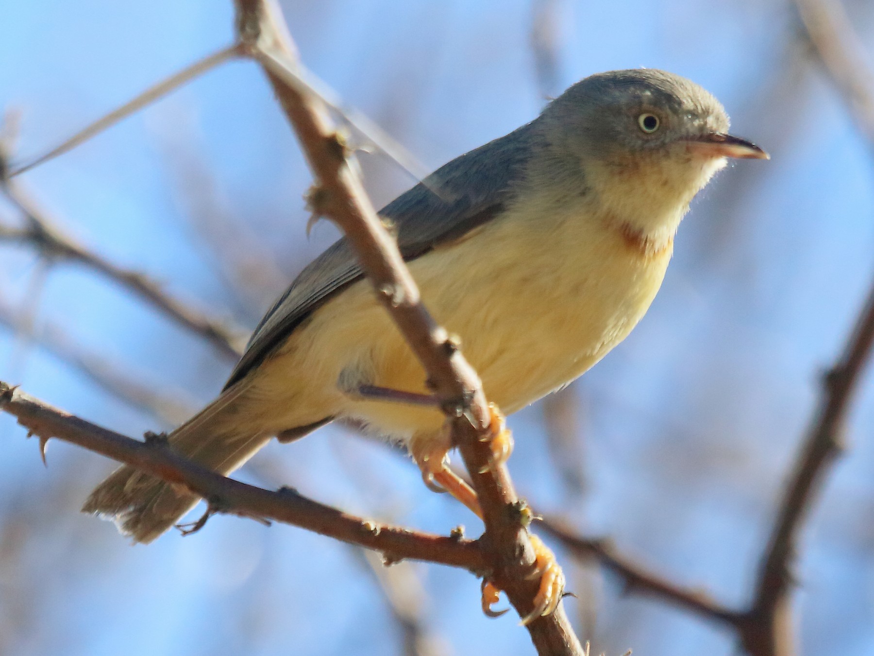 Burnt-neck Eremomela - eBird