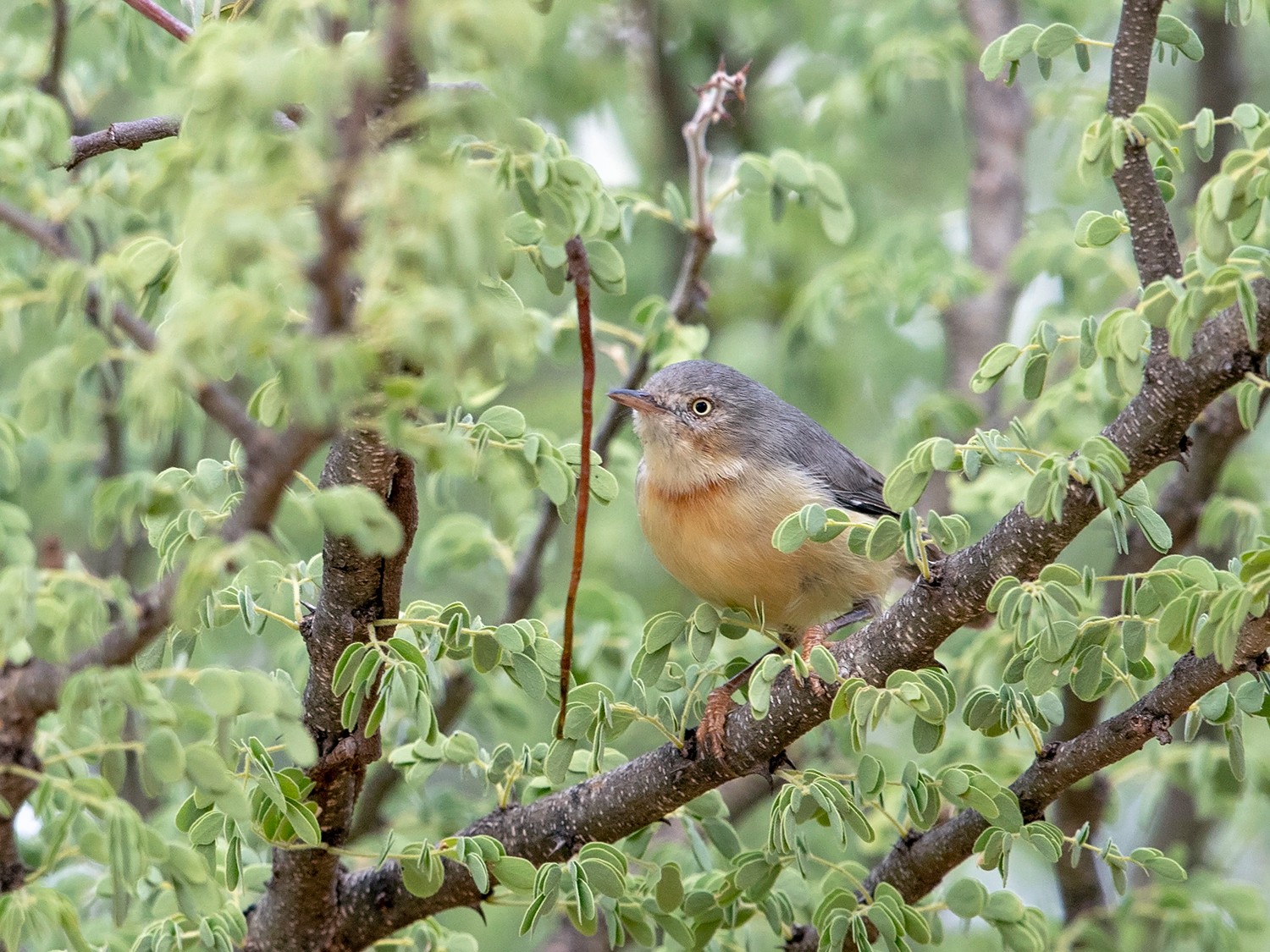 Burnt-necked Eremomela - eBird