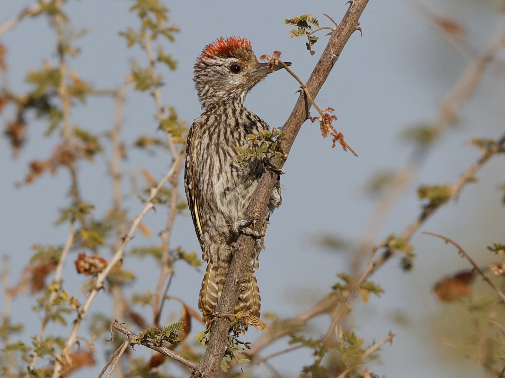 Pito cardenal - eBird