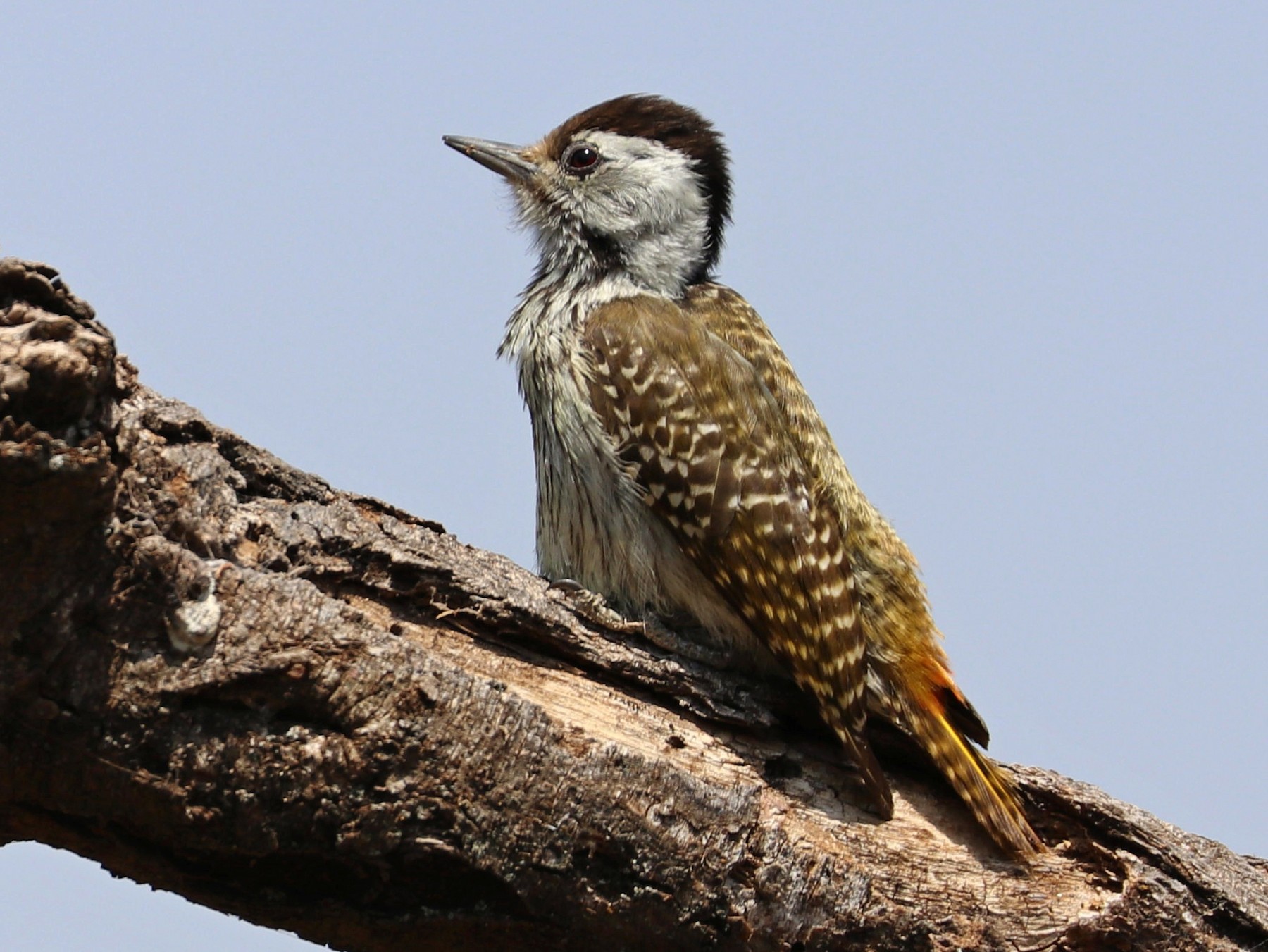 Cardinal Woodpecker - eBird