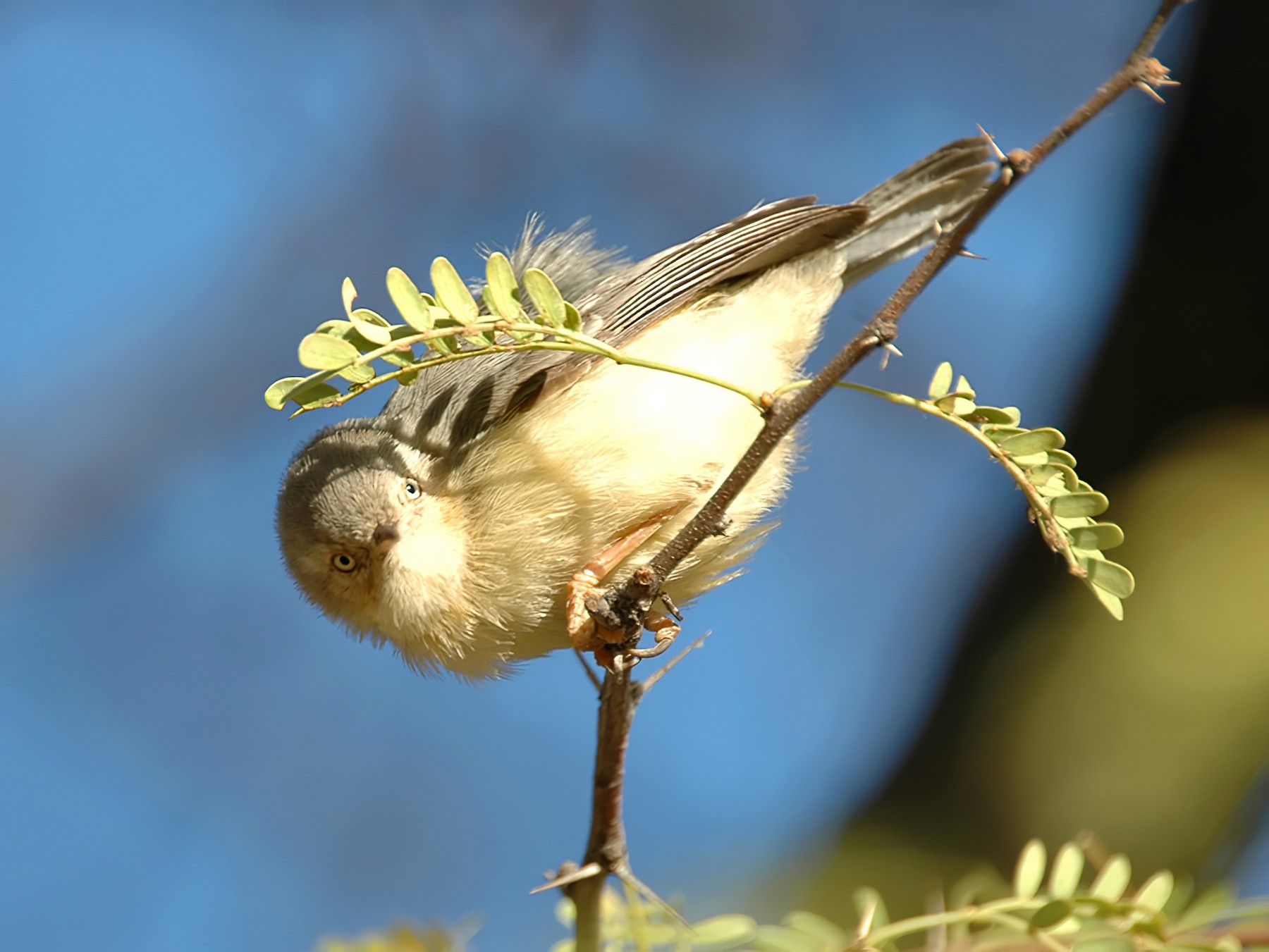 Burnt-neck Eremomela - eBird