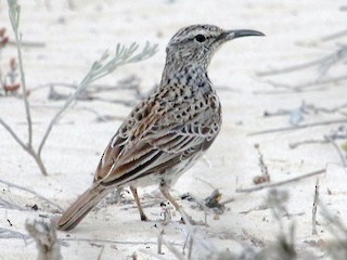 Cape Long-billed Lark - eBird