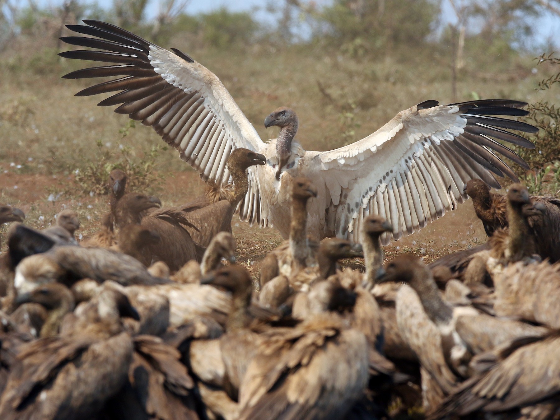 Cape Griffon - eBird