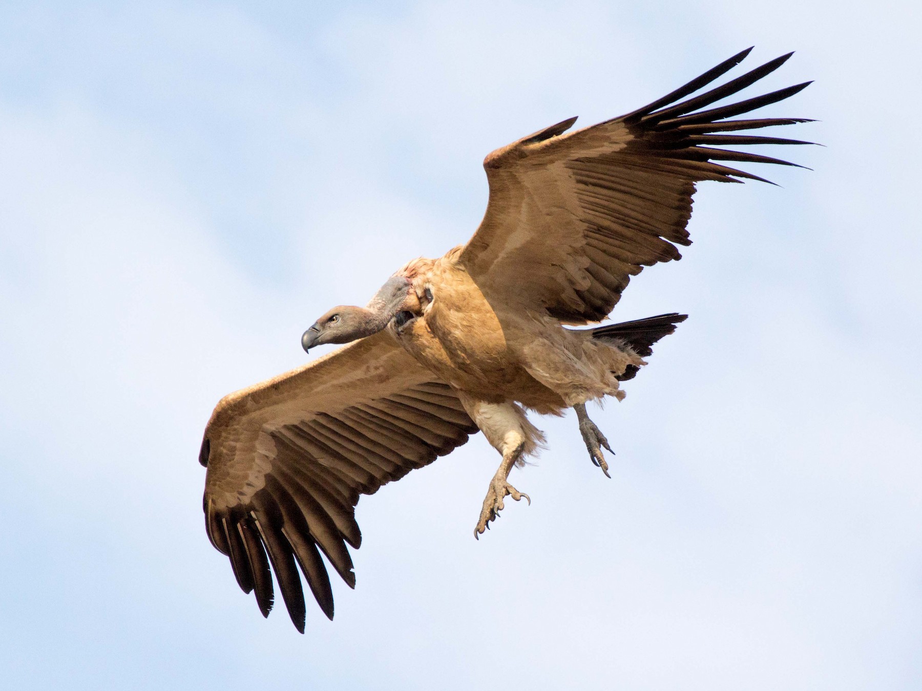 Cape Griffon - eBird